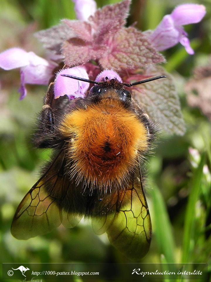 WILDLIFE GATEWAY: Le Bourdon hypnorum
