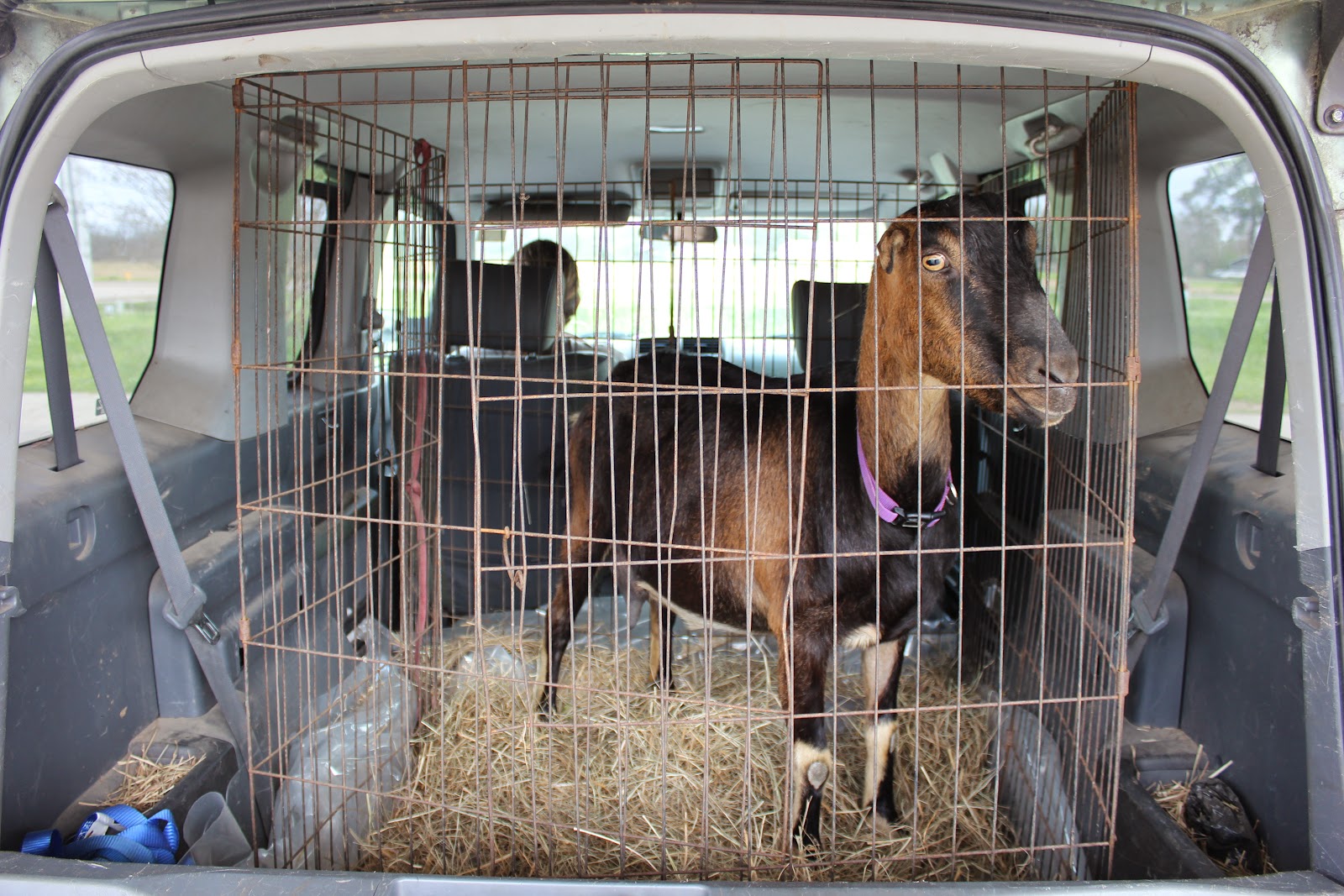 HighTail Farms: New Goat in Town