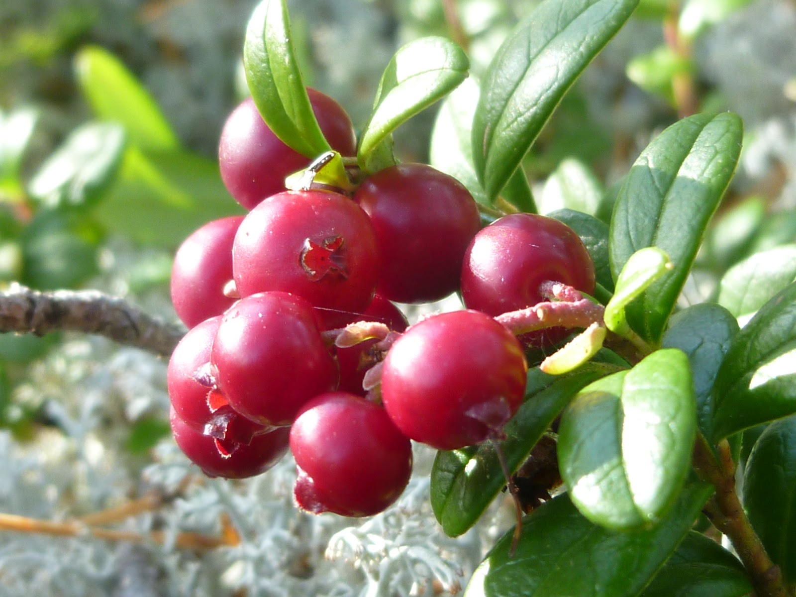 Svanå trädgård: Lingon