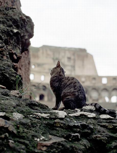 I gatti di Roma