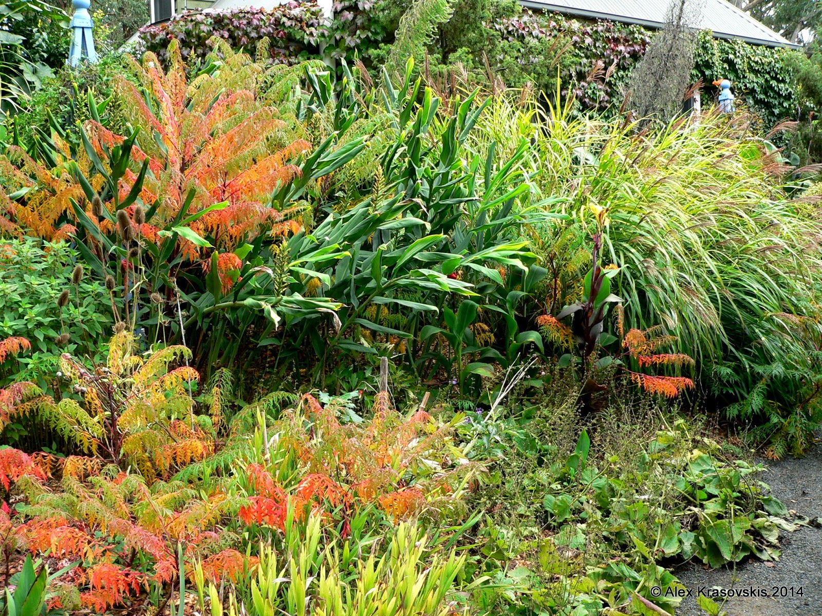 Aggregata Plants & Gardens: Visit to Stephen Ryan's amazing garden ...