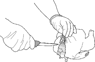 Beary Hearty Meals: Steps in Deboning a Whole Chicken