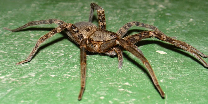 Hening Cahya Ridhayanti: 10 JENIS LABA-LABA TERBESAR DI DUNIA