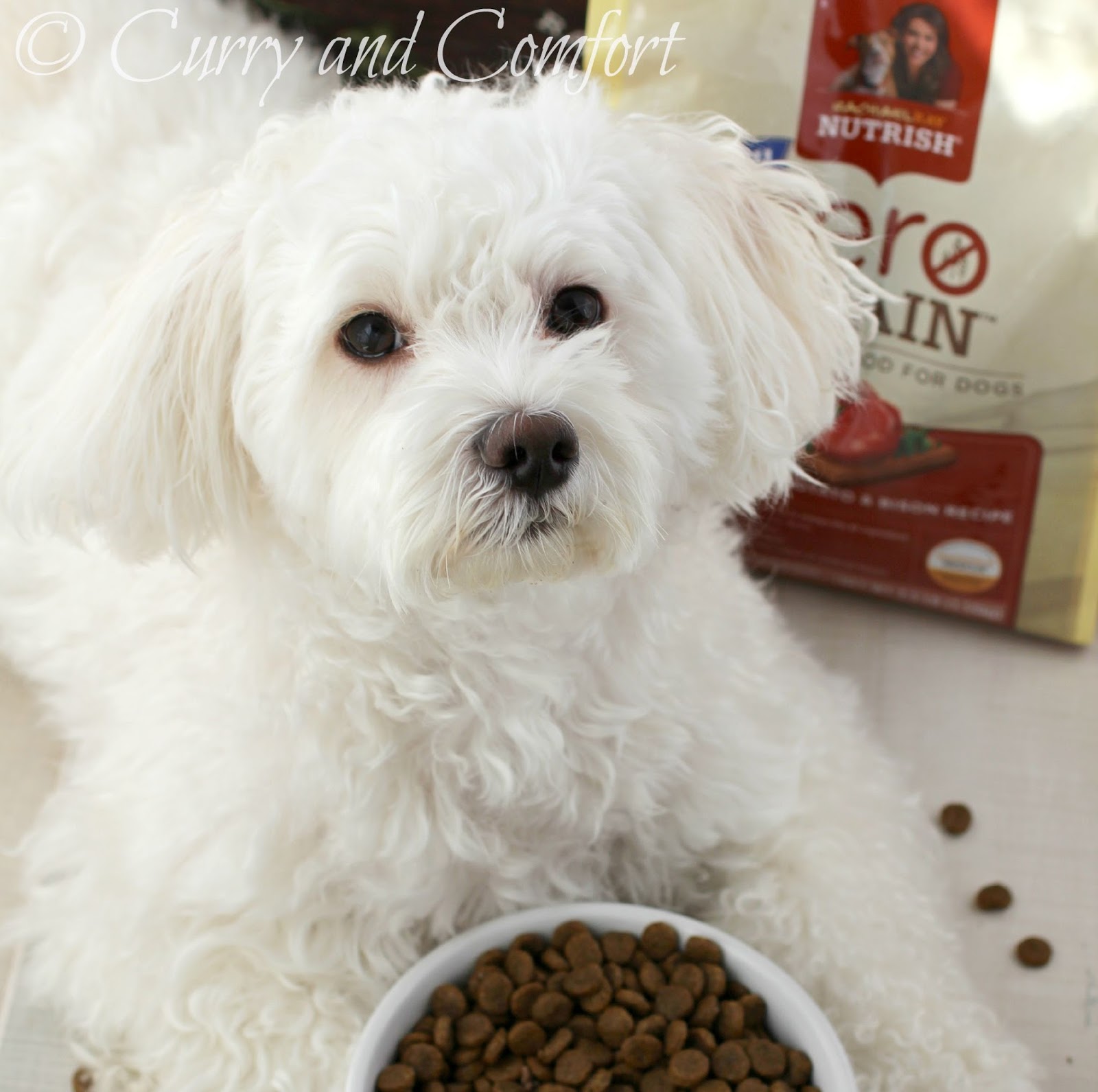 Can I Feed My Puppy Rachael Ray Dog Food