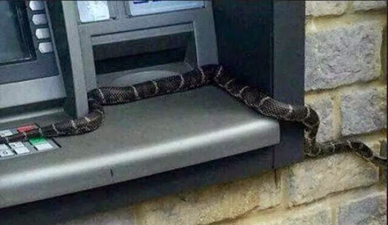 GHANATUNES: Snake withdraws cash from Zimbabwe ATM