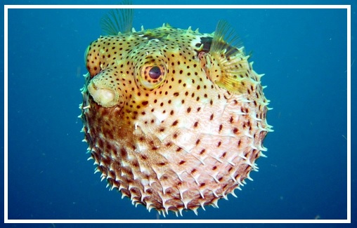 Top 6 Puffer Fish Facts Worth Knowing
