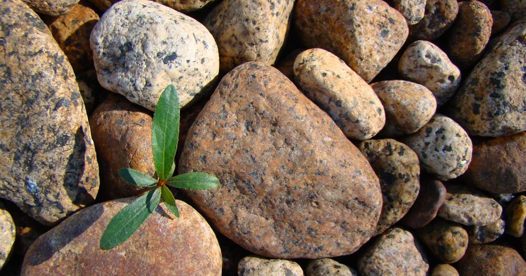 Geotripper: Up a Creek in Yosemite Valley, and a Wee Mystery For You......