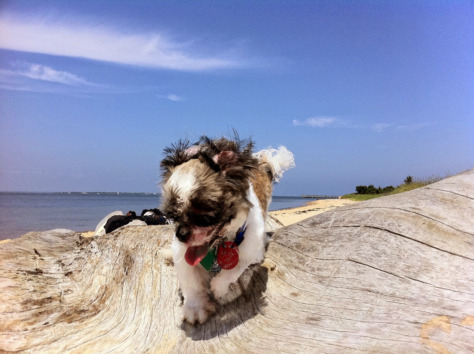 vd_PaulinaRistollari_2014