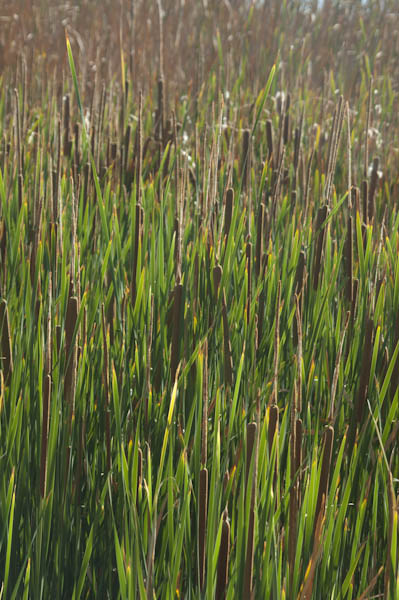 foto y natura: Duendes del tular