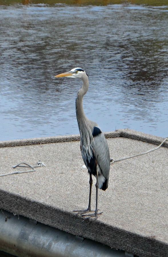 The Accidental RVers: The Meanest Bird Alive