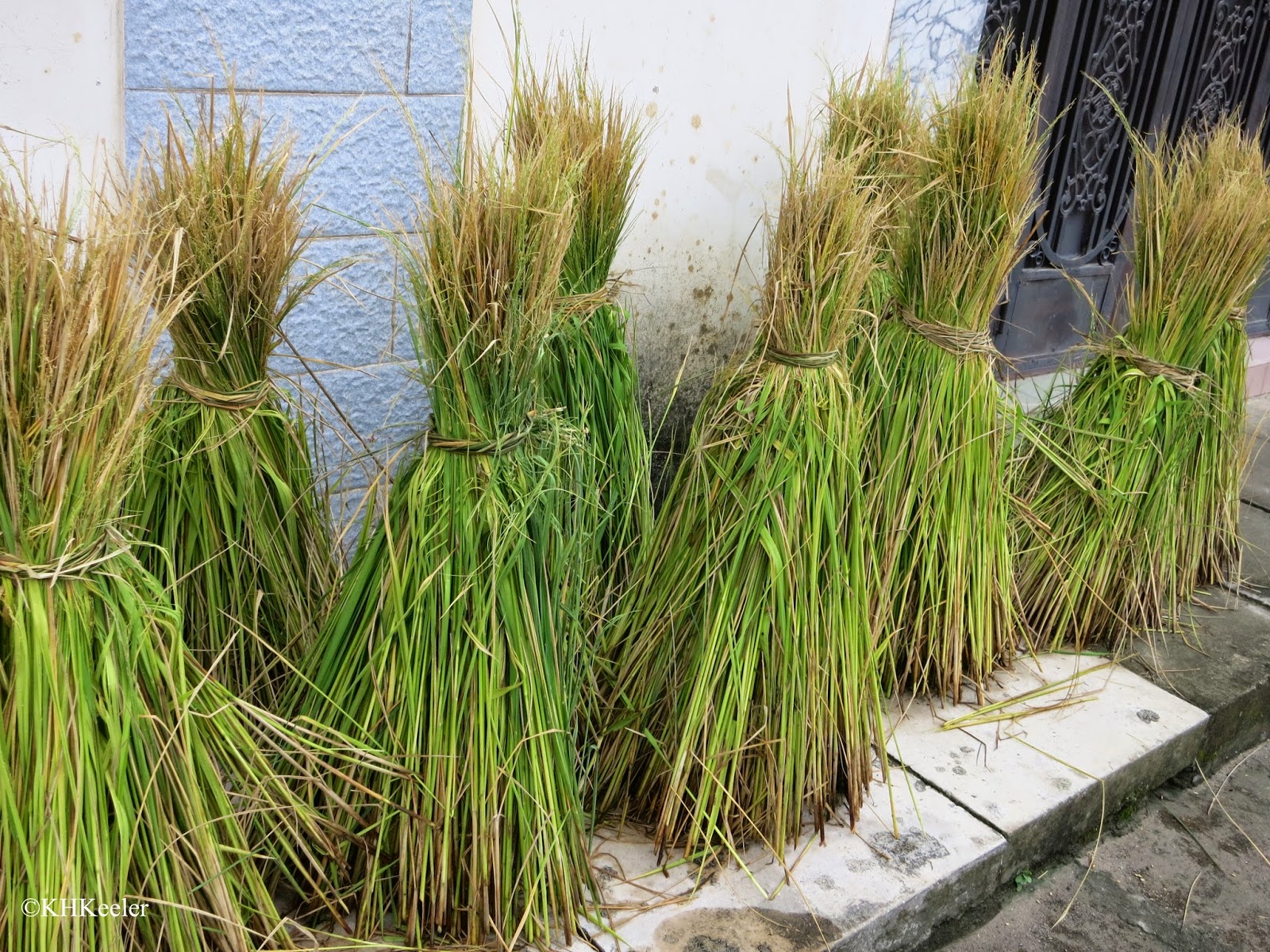 A Wandering Botanist: Visiting Dali, China--Among the Rice Fields