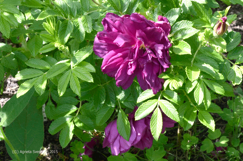 Agnetas rosenträdgård mm blommor!: Att inventera rosor: (Sida 12 ...