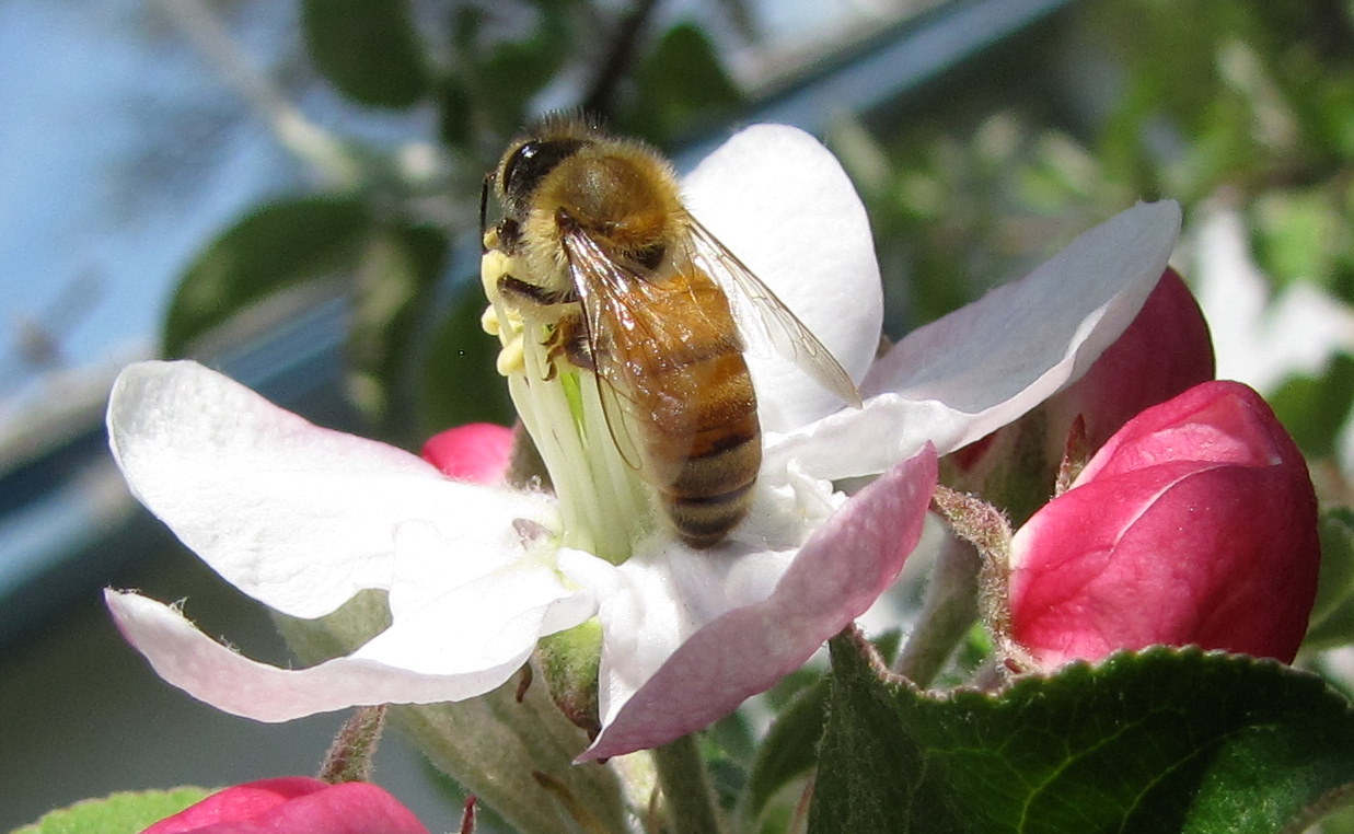 Robertson Bees: Photos Of Nectar Flows