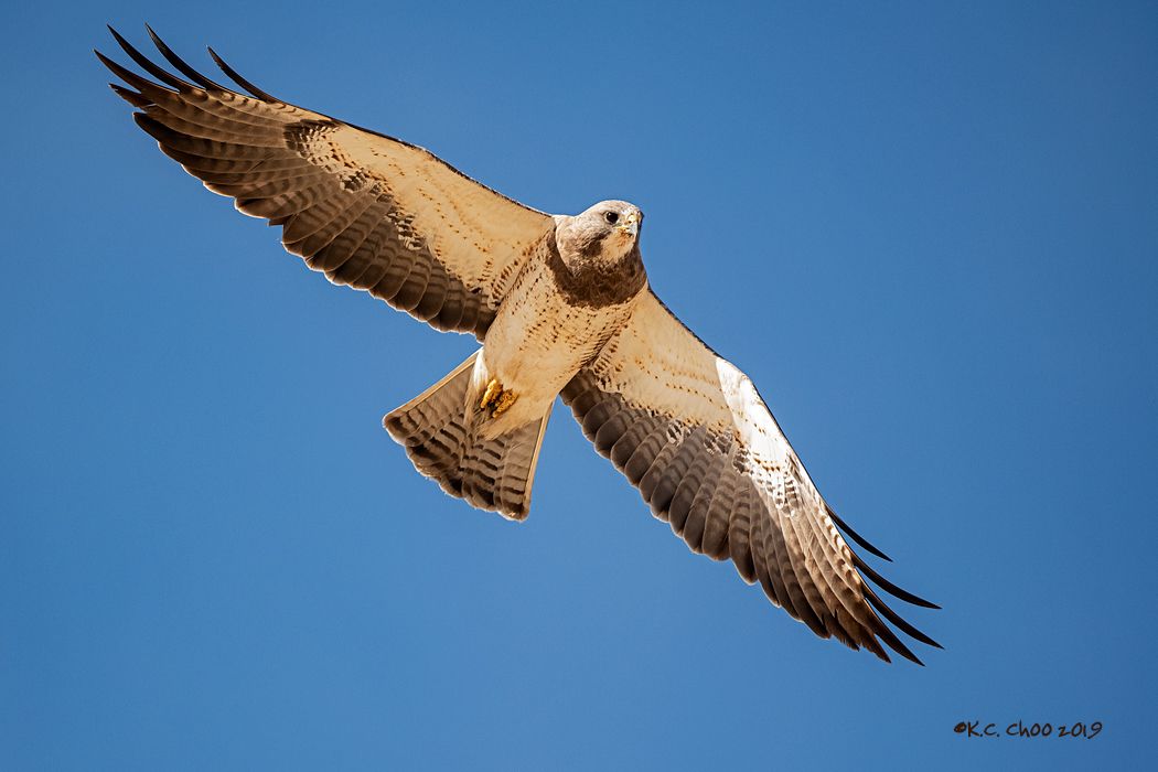 Borrego Valley Hawkwatch