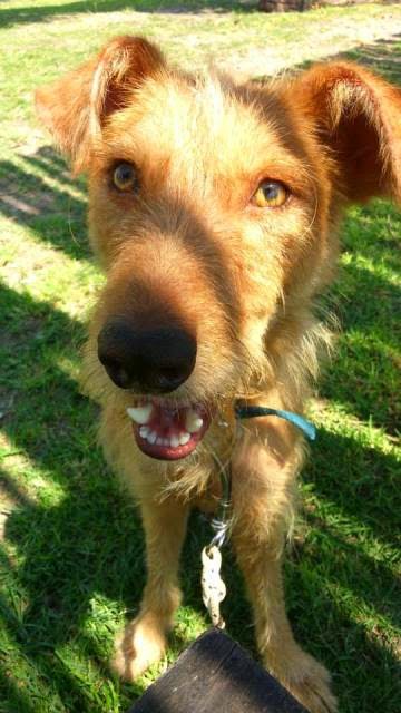 Adoptándonos: Andy, precioso y dulce cachorrón barbincho en adopcion ...