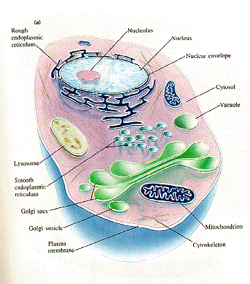 BIOLOGI : Dibalik Apa yang Kita Ketahui: STRUKTUR DAN FUNGSI ORGANEL SEL