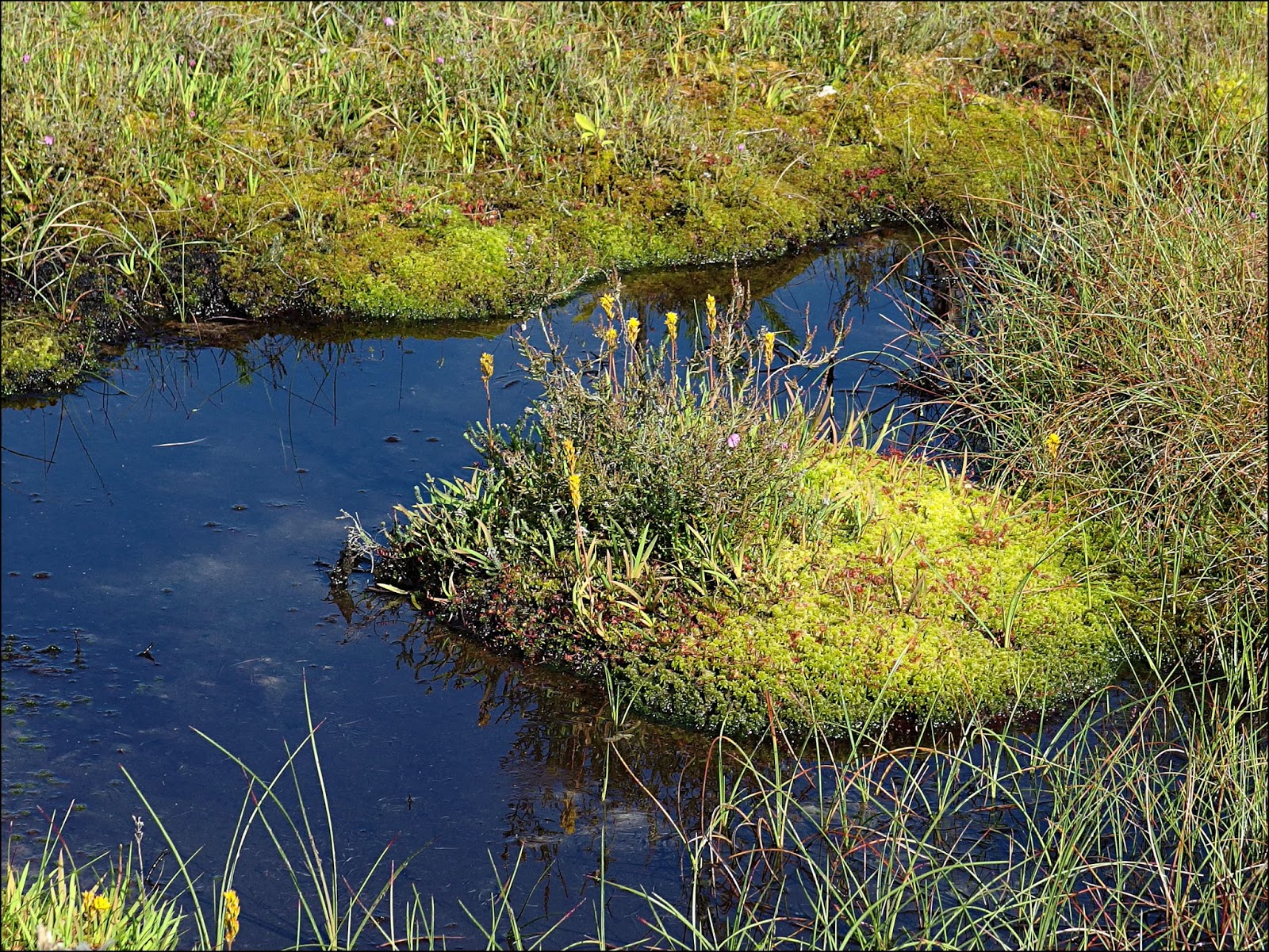 "By Stargoose And Hanglands": Beauty From The Bog