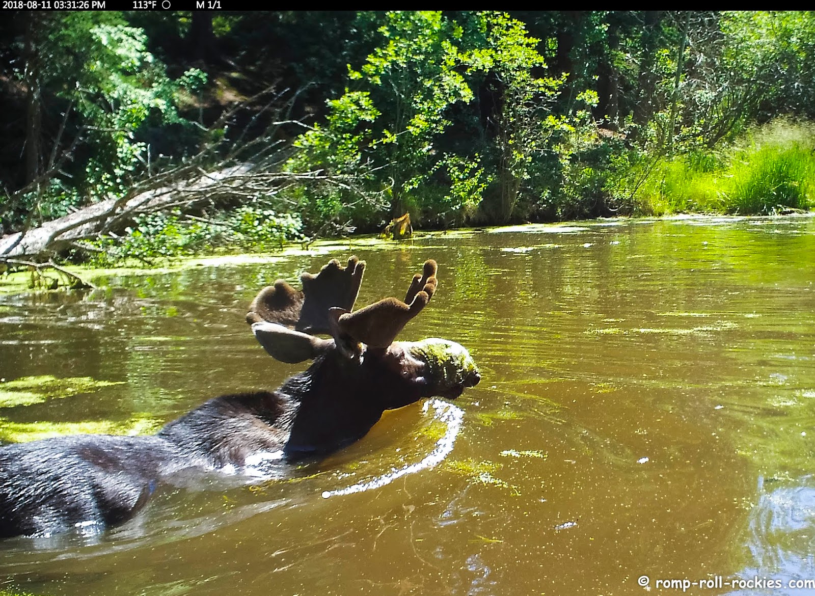 Romping and Rolling in the Rockies: A Moose Trio Play like Kids in a Pond
