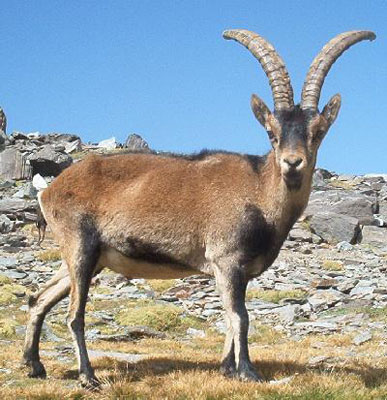 Synapsida: Caprines: Lands of the Ibex