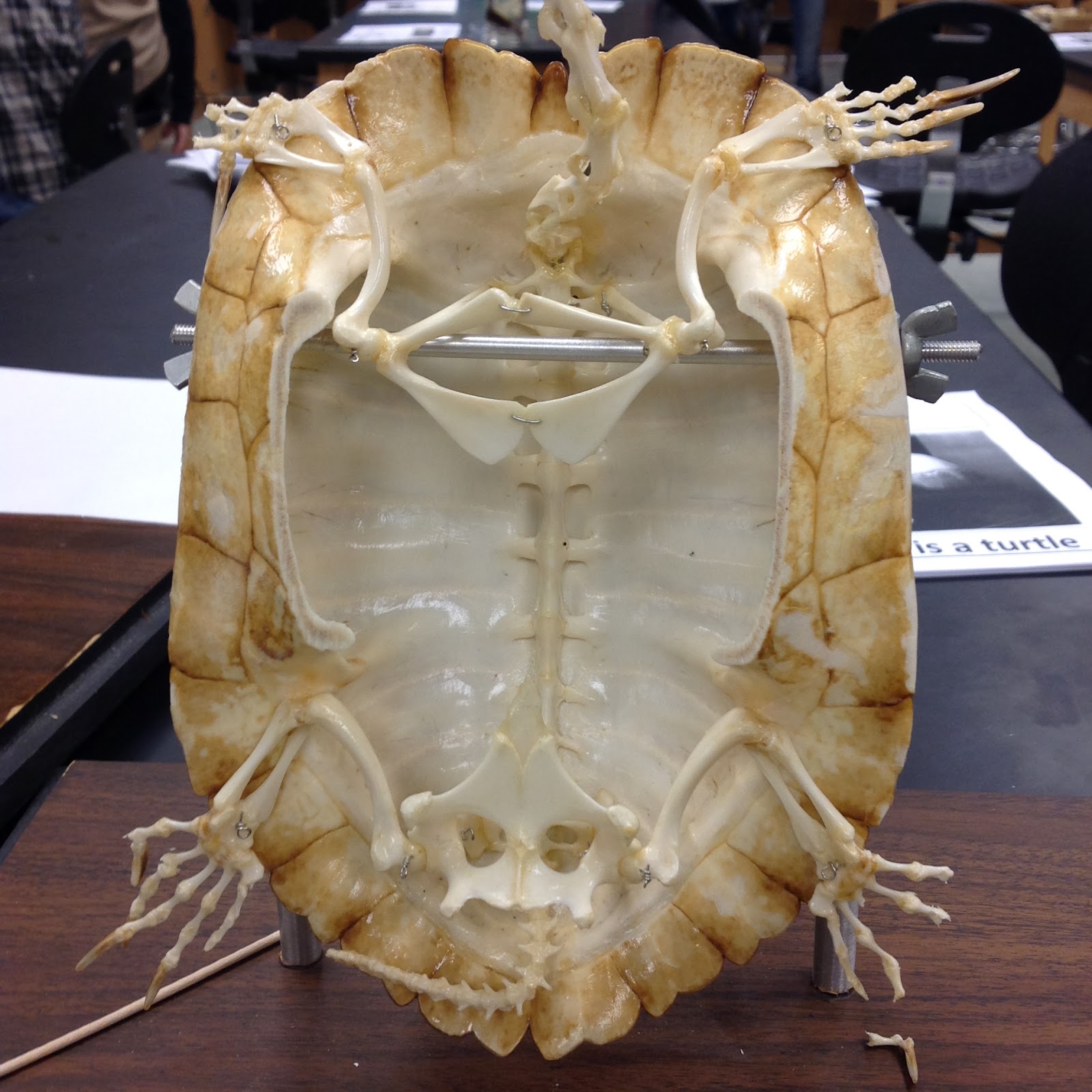 Biology of the Reptilia: Lab #2: Testudines (Nick Spies and Alex Murray)