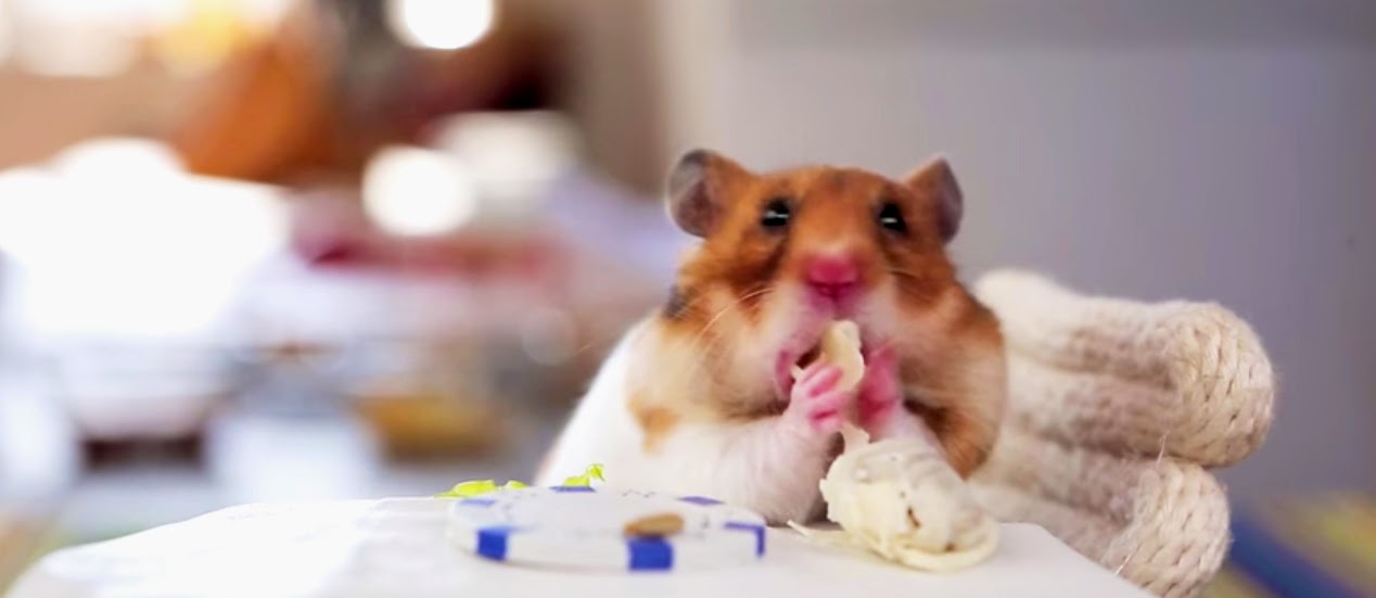 Tiny Hamsters Eating Tiny Burritos - It's Borderline Genius