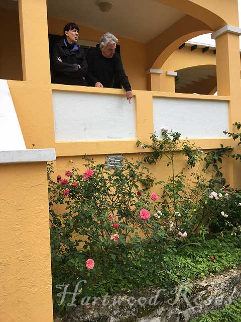 Hartwood Roses: Beautiful Bermuda