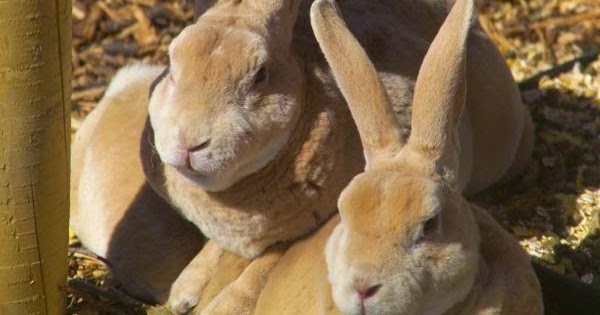 The Catholic Working Mother: What the Catholic Church Means by ...