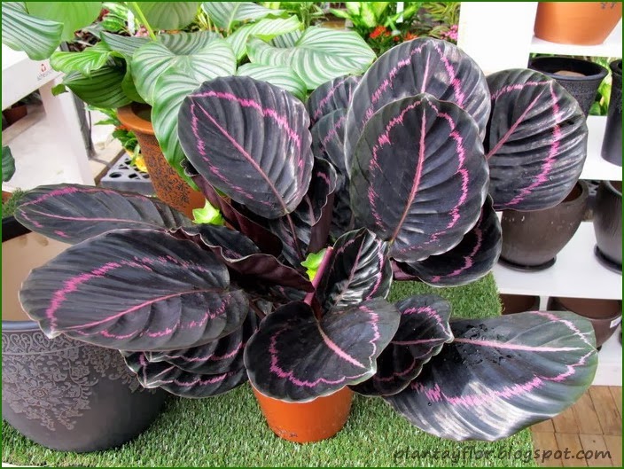 Plantas y flores: Calathea roseopicta