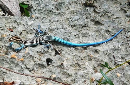 El Libro de Apuntes.: El Canaguarito.
