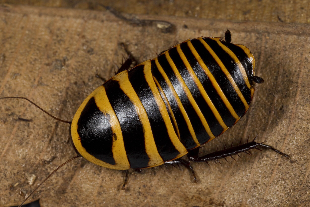 Biologia-Vida: Cinco baratas que vão te fazer mudar de idéia sobre esse ...