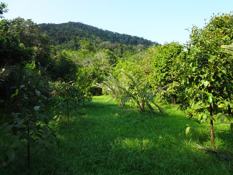 Australia's Exotic Fruit Farm: 1 Permaculture
