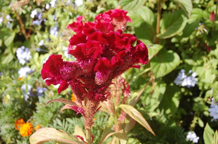 5 TAMAN BUNGA CELOSIA DI JOGJAKARTA - Bawine Mangada