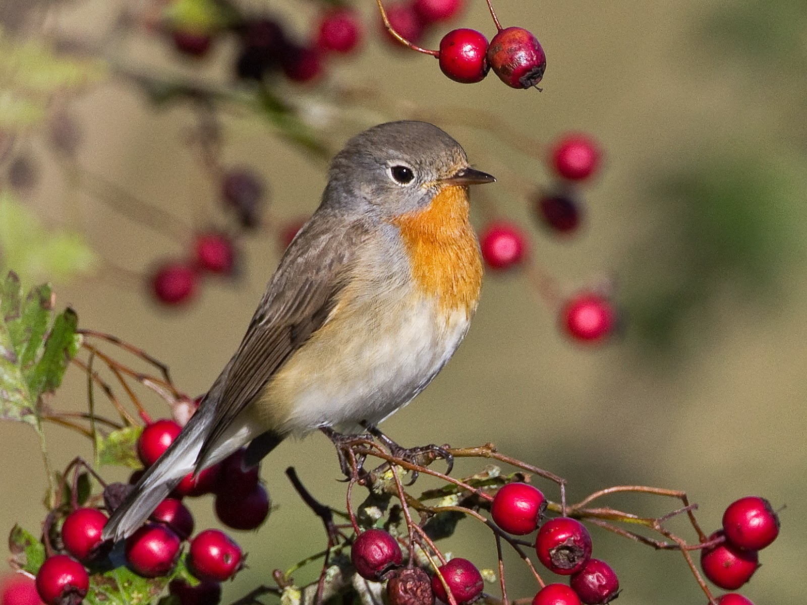 Martin's Sussex Birding Blog: Red-breasted Flycatcher