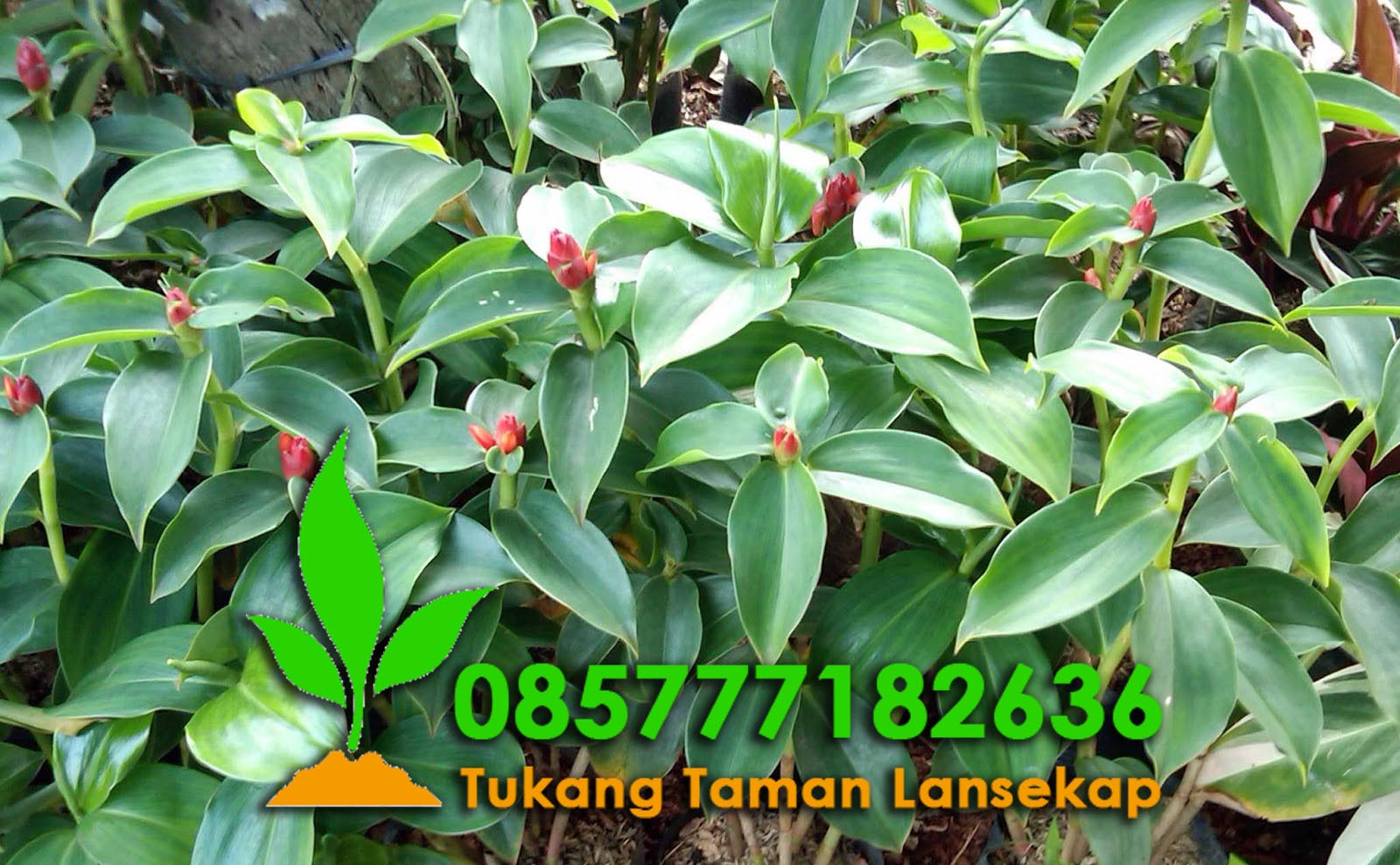 PACING PENTUL | JUAL POHON PACING PENTUL MERAH | JUAL TANAMAN HIAS ...