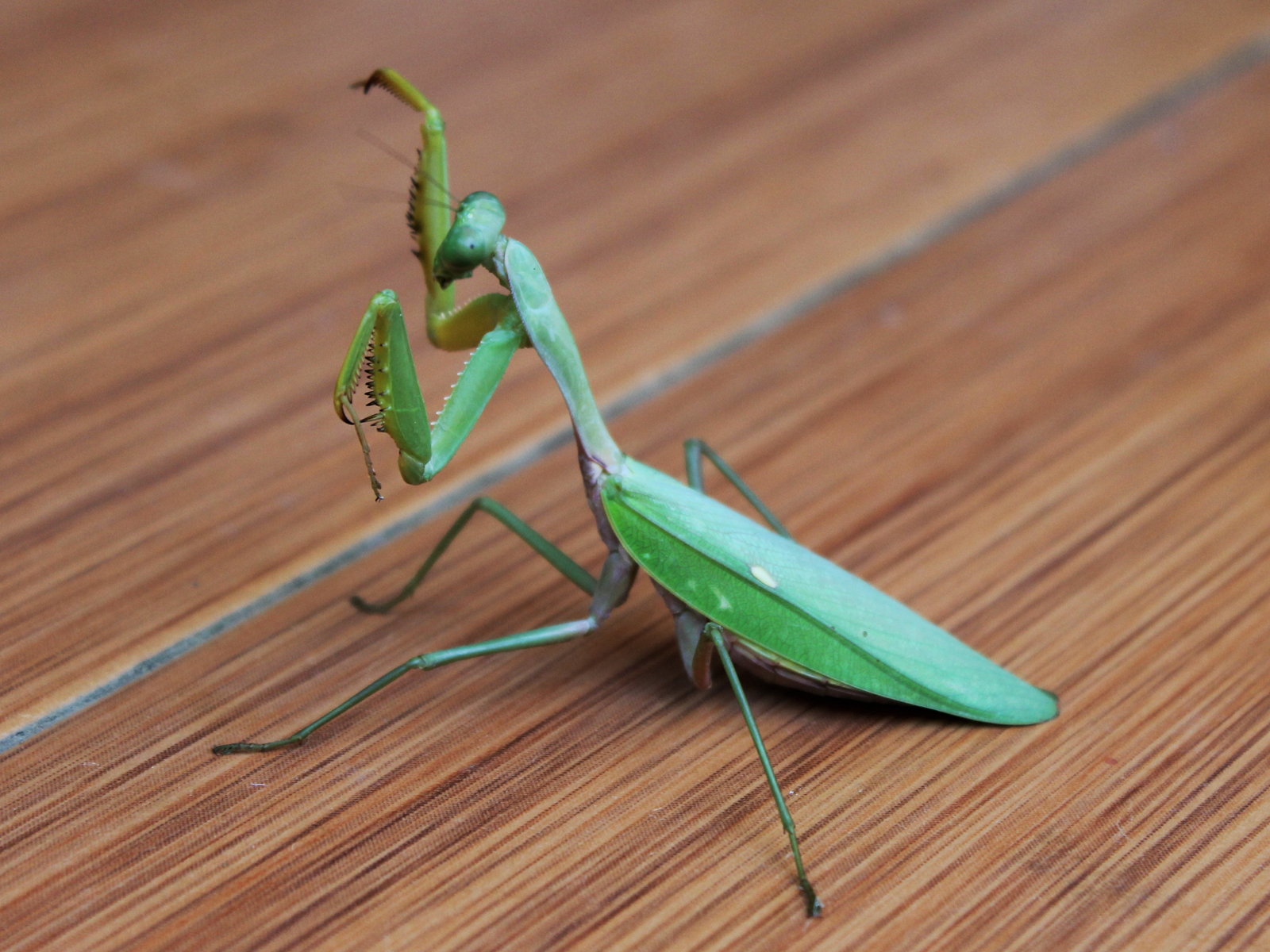 Hierodula - Alchetron, The Free Social Encyclopedia