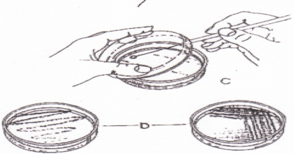 Laboratorio de Microbiologia: Aislamiento de Bacterias mediante el ...