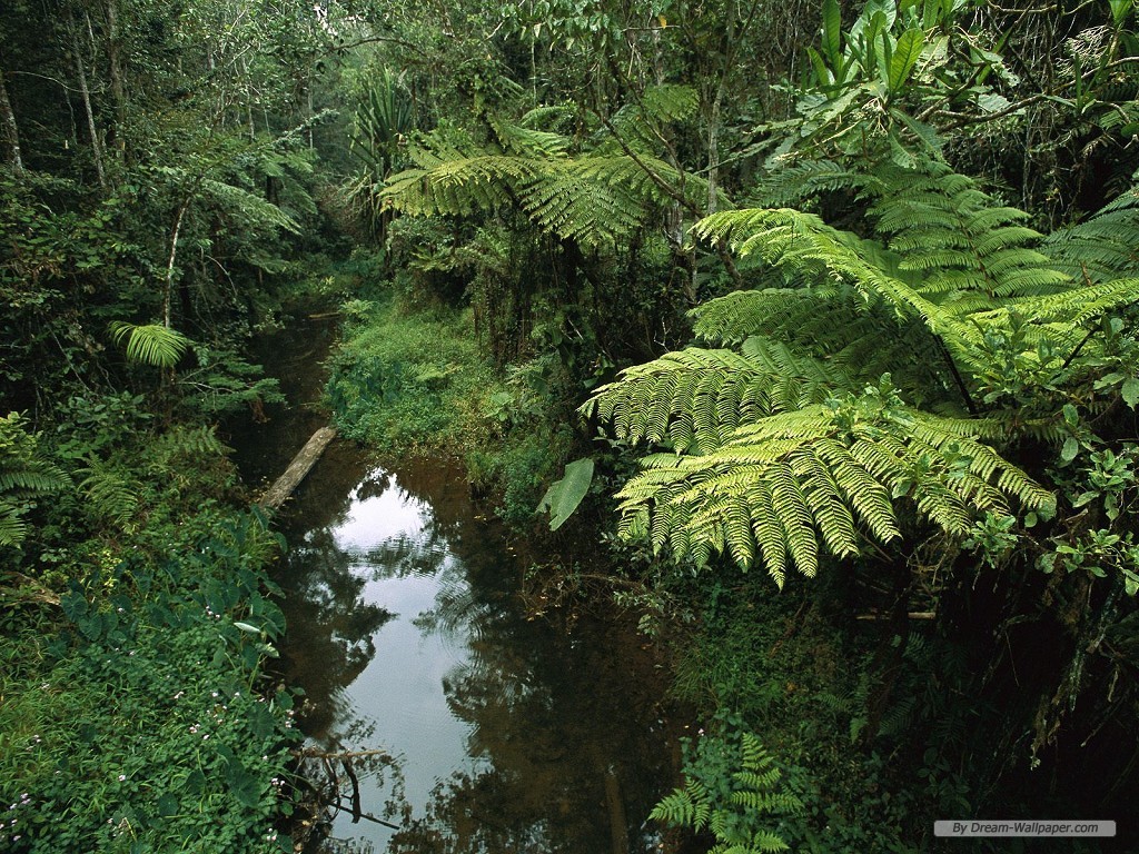 Orman manzaraları En Güzel Orman manzarası Hd ve Orman Resimleri