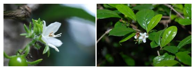 Health Alert!: Tsaang Gubat (Ehretia microphylla Lam.) Description and Uses