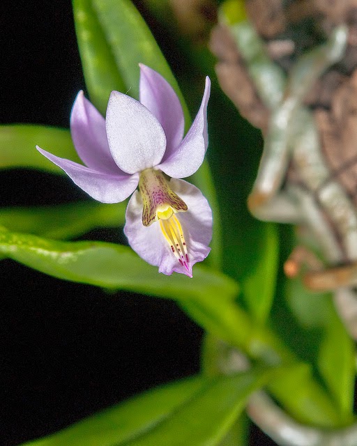 Asociación Jalisciense de Orquideología: Descripciones de Plantas (A-E)