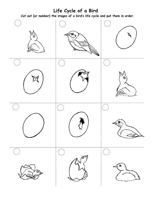 Animal Life: BIRDS LIFE