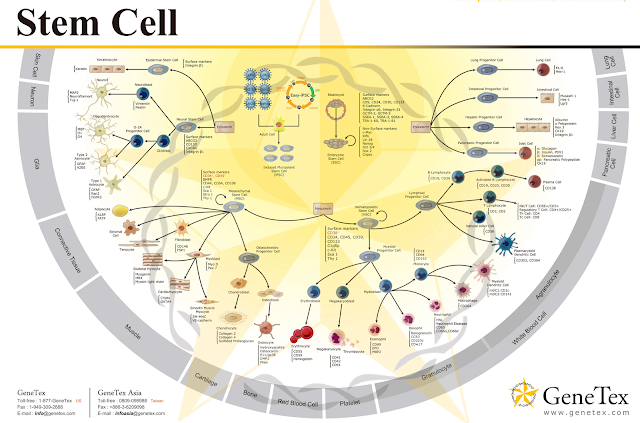 Stem cell technologies - groovykasl