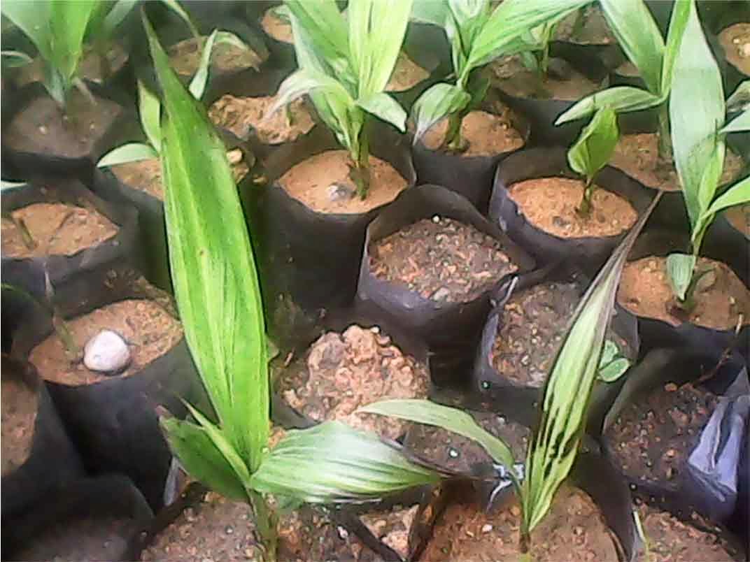 Bibit Sawit, Karet dan Aren: Penyakit Pada Pembibitan Sawit Pre Nursery ...