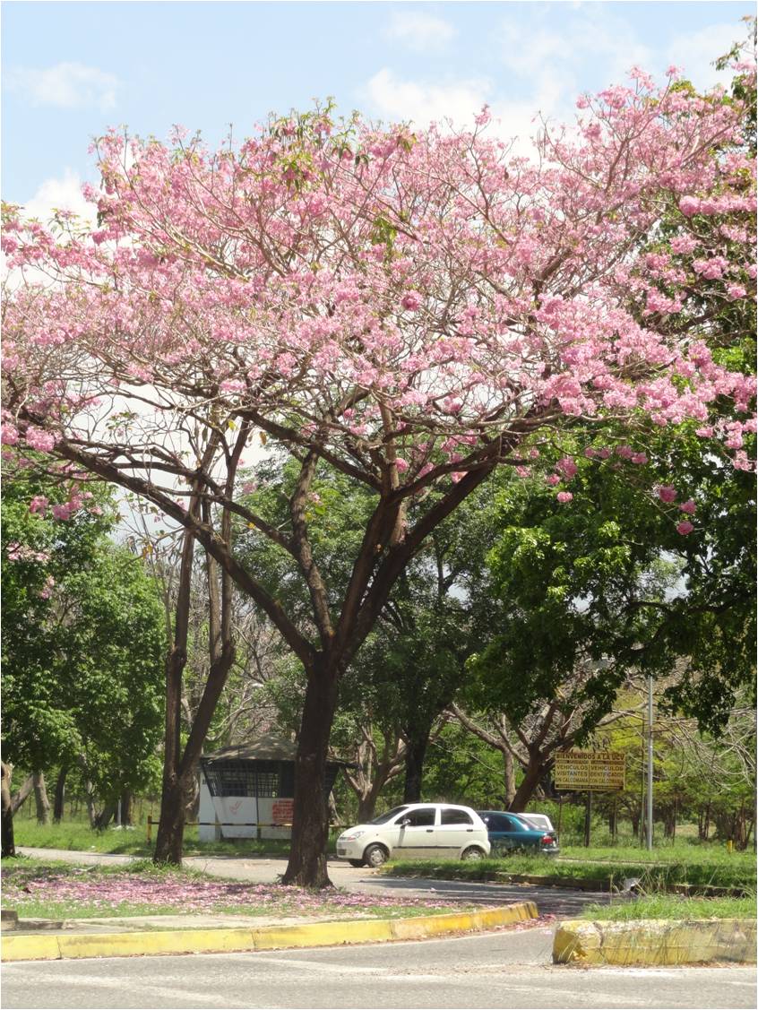 Vida a lo Verde*Living in Green*: Apamate (Tabebuia rosea) un árbol ...