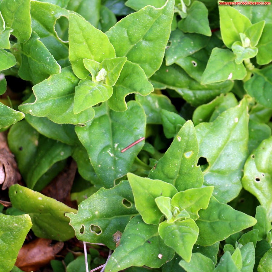 Sauvagement-Bon: Tétragone