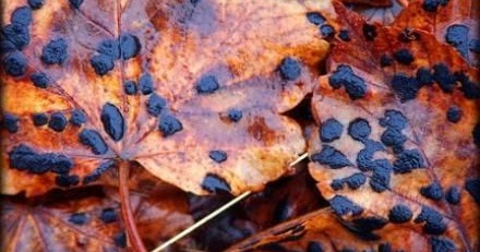 NA SEVERU: Největší epidemická nemoc známá lidstvu