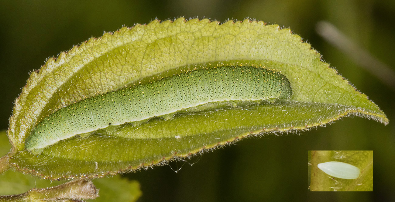 Riddlesdown Quarry, Early Summer | Naturally