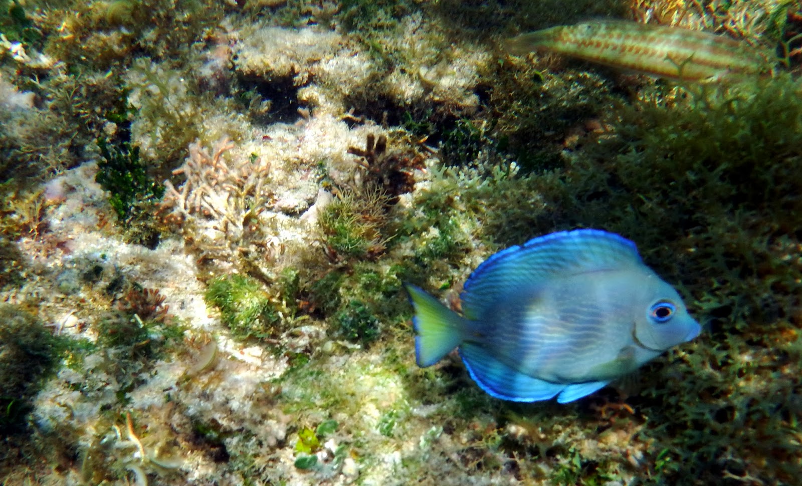 Elfshot: Tropical Fish Photos from Cuba