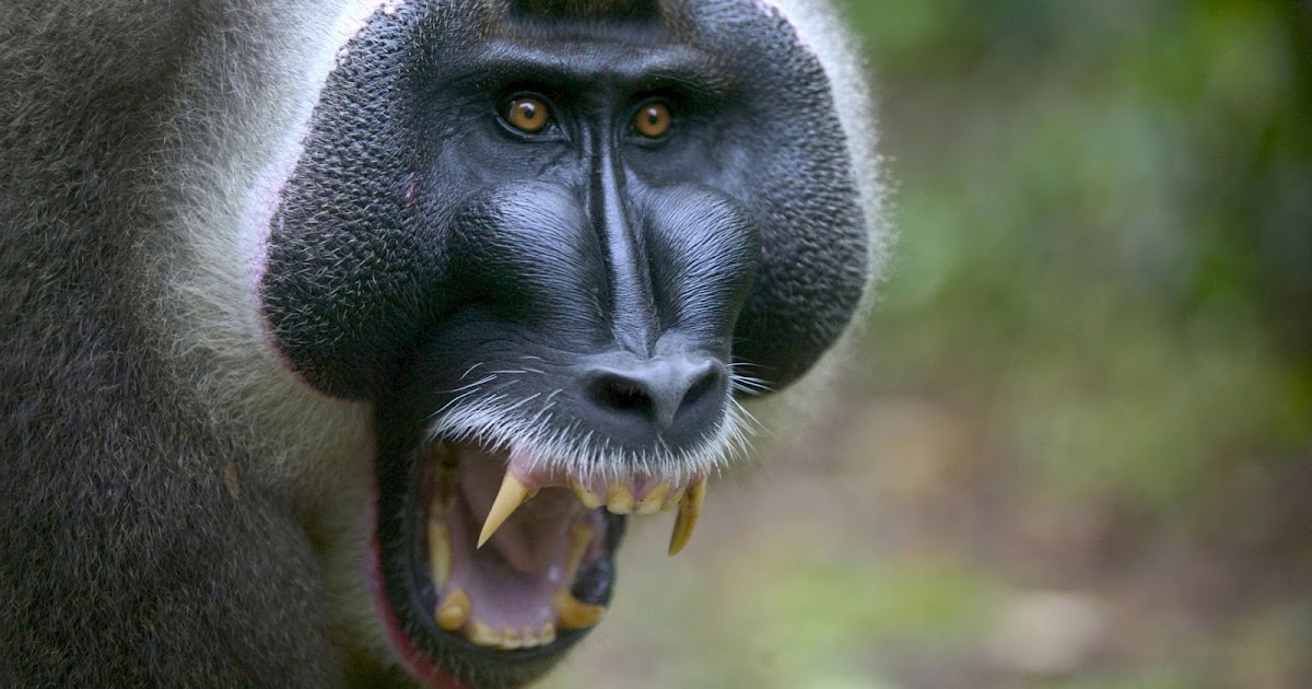 O Livro da Natureza: Babuínos