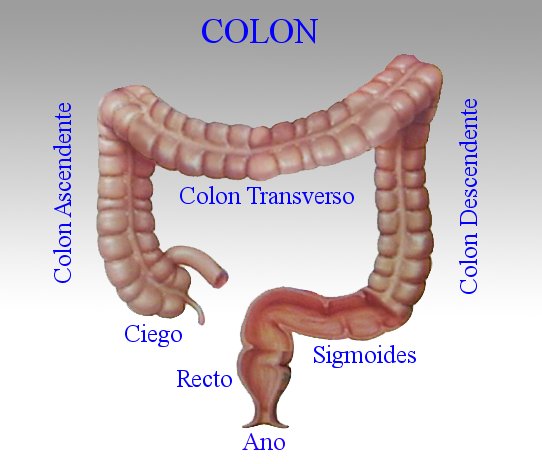 Tratamiento Del Colon Irritable