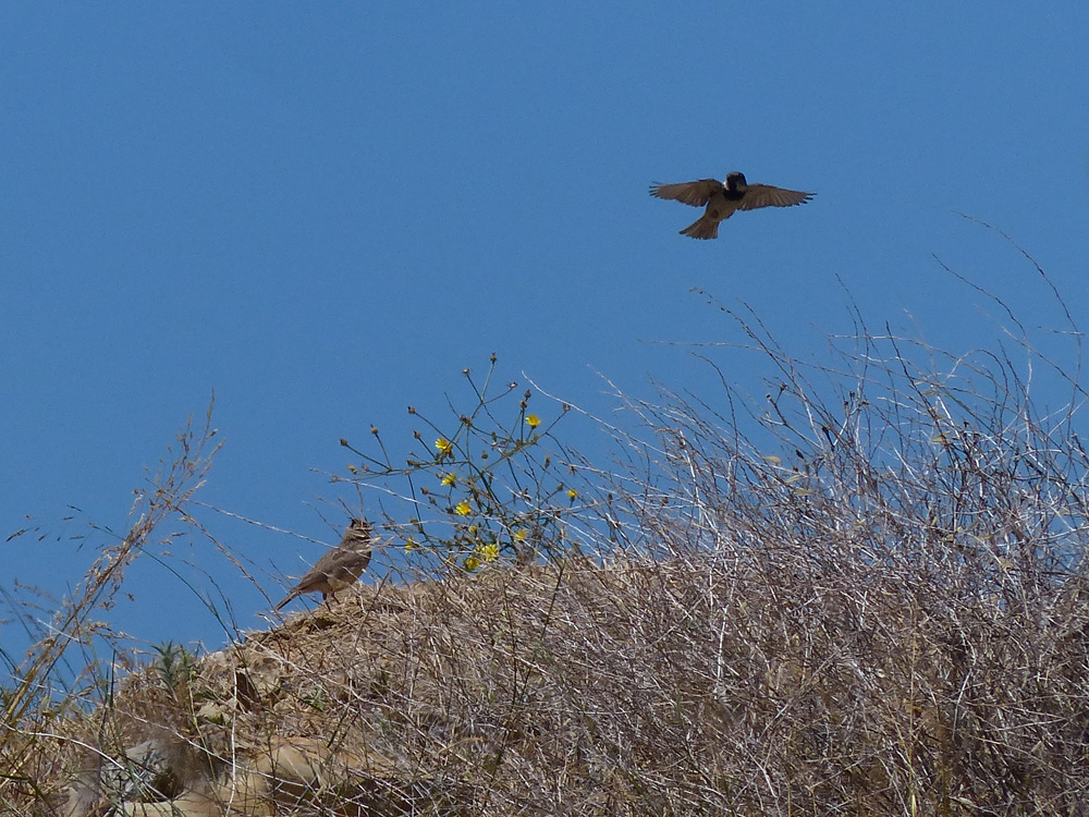 Feathers Birding Blog: Bird watching in Kos, Greece
